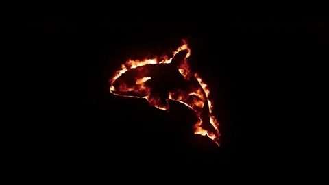 Realistic fire effect of Orca whale silh... | Stock Video | Pond5