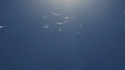 Realistic Flock of birds flying Loop Bac... | Stock Video | Pond5