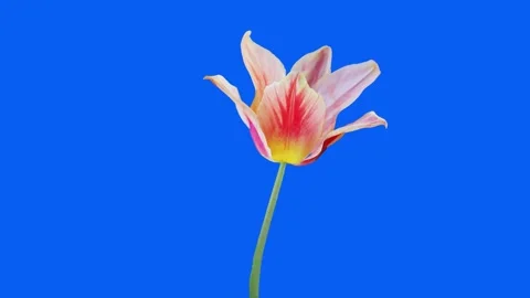 Realistic flower animated, chroma key ba... | Stock Video | Pond5