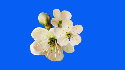 Realistic flower animated, chroma key ba... | Stock Video | Pond5