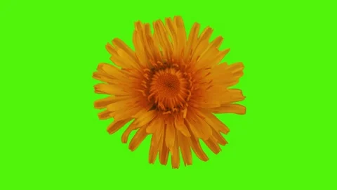 Realistic flower animated, chroma key ba... | Stock Video | Pond5