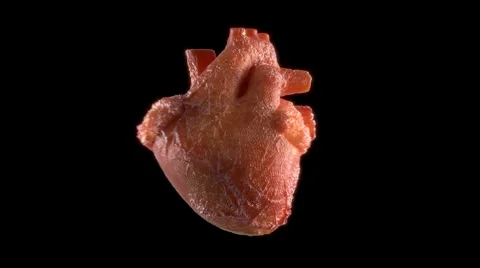 Heart Stock Footage ~ Royalty Free Stock Videos | Pond5