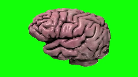 Realistic Human Brain _ Green Screen _ 4... | Stock Video | Pond5