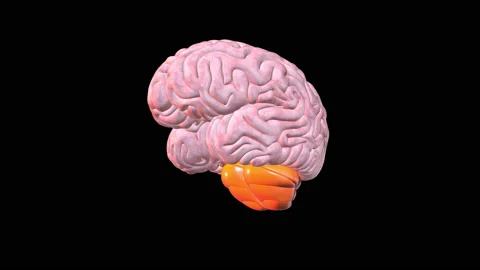 Realistic Human Brain Animation in 4K UH... | Stock Video | Pond5