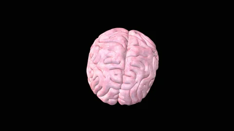 Realistic Human Brain Animation in 4K UH... | Stock Video | Pond5