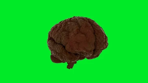 Realistic human brain rotating on green ... | Stock Video | Pond5