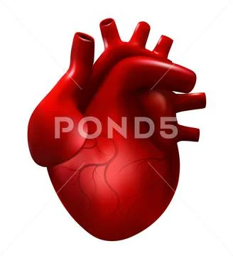 Realistic human heart vector illustration. 3d cardiology model isolated ...