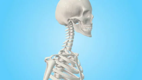 3D Rotate Skeleton Stock Footage ~ Royalty Free Stock Videos | Pond5