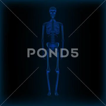 Realistic Human Skeleton X-ray Anatomy Medical Image ~ Clip Art #136836735