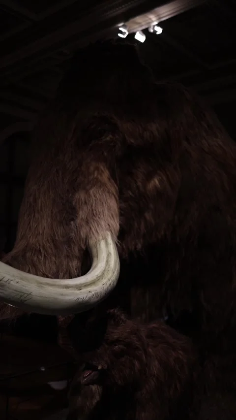Realistic model of a woolly mammoth with... | Stock Video | Pond5