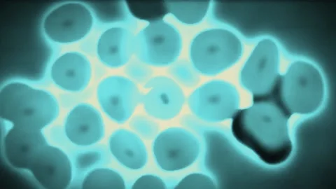 Stem Cell Animation Stock Video Footage | Royalty Free Stem Cell ...