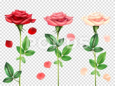 Realistic Roses Set ~ Clip Art ~ Download Now #70691283