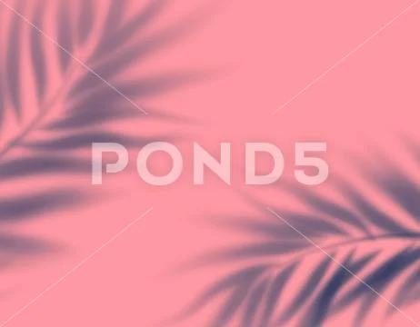 Realistic transparent shadow from leaf palm tree pink background ...