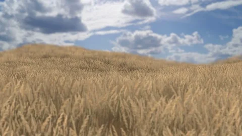 Realistic windy farm field looping backg... | Stock Video | Pond5