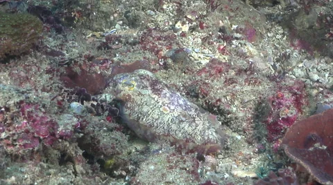 Sepia Stock Video Footage | Royalty Free Sepia Videos | Pond5