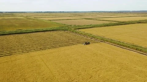 Reaper in a Rice Field. Harvesting Rice.... | Stock Video | Pond5