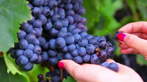 Reaping P Stock Videos – Royalty-Free HD & 4K Videos | Page 4