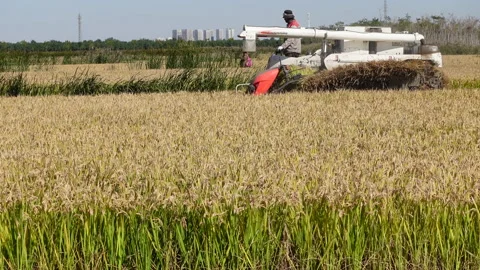 reaping machine working in the rice crop... | Stock Video | Pond5