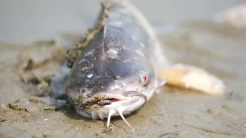 Rear capture view of a big catfish layin... | Stock Video | Pond5