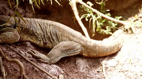 Rear end of claw, tail, and body of moni... | Stock Video | Pond5