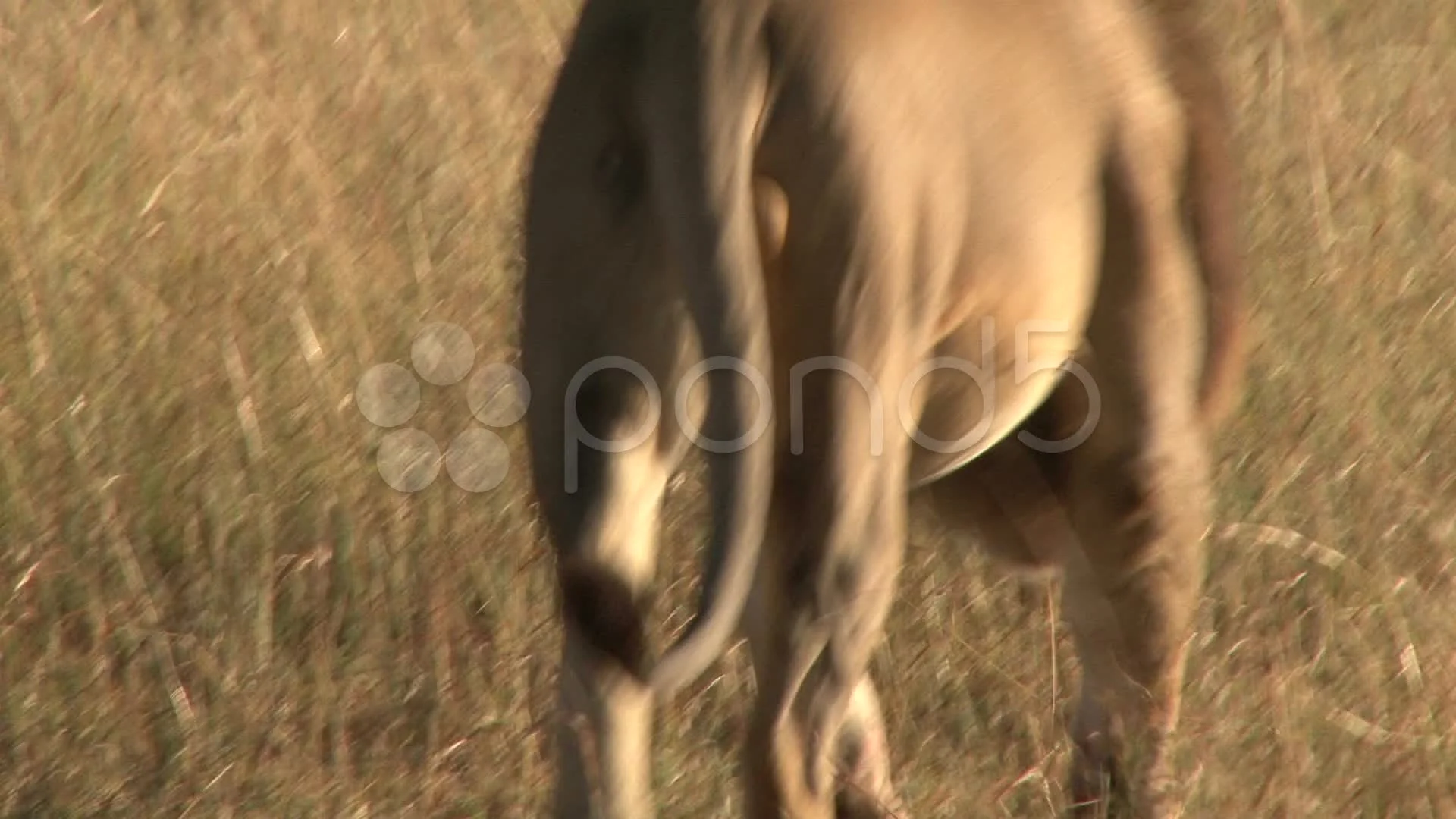 Lion Walking Away