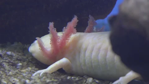 Rear shot of an axolotl, external gills ... | Stock Video | Pond5