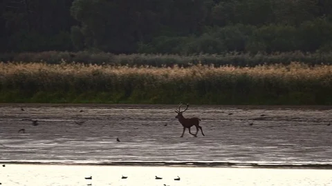 Rear sighting of a solo reindeer hopping... | Stock Video | Pond5