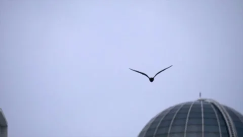 Rear View of Big Bird Flying in Slomo wi... | Stock Video | Pond5