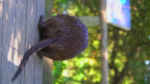 Webbed Feet Stock Video Footage | Royalty Free Webbed Feet Videos | Pond5