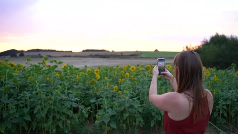 Sunflower Photo 4K Stock Videos – Royalty-Free HD & 4K Videos | Pond5