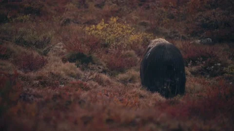 Rear View Of A Musk Ox Bull Feeding On T... | Stock Video | Pond5