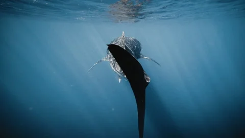 Rear view of whale shark tail fin backli... | Stock Video | Pond5