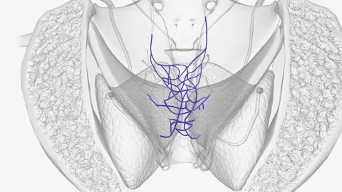 The rectal venous plexus (or hemorrhoida... | Stock Video | Pond5