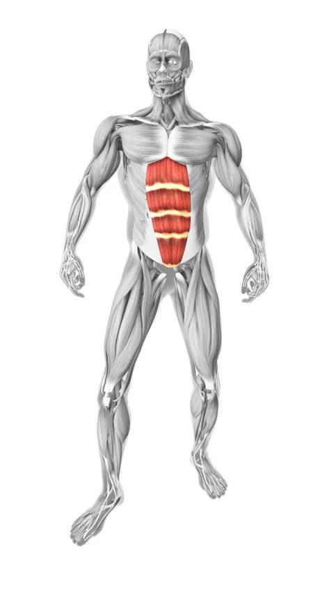 Rectus abdominis muscles in the human mu... | Stock Video | Pond5