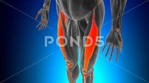 Rectus femoris muscle Anatomy For Medical Concept 3D ~ Clip Art #160449051