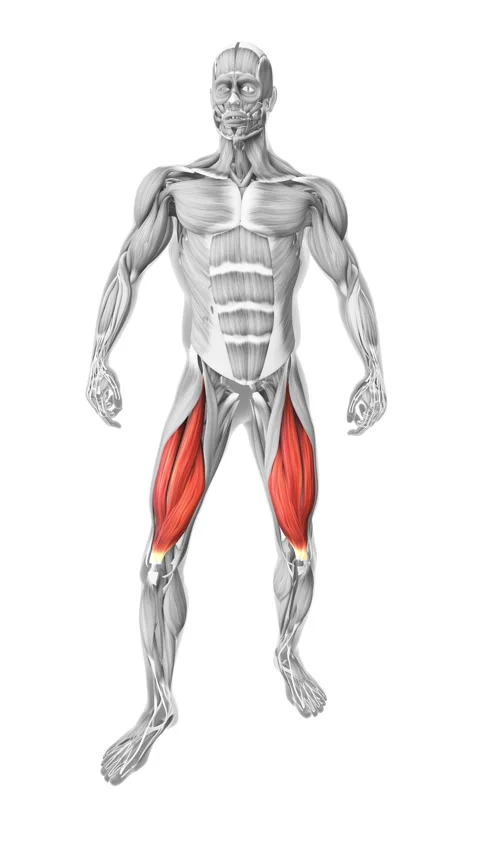 Rectus femoris muscles in the human musc... | Stock Video | Pond5