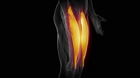 Muscle Anatomy Stock Video Footage | Royalty Free Muscle Anatomy Videos ...