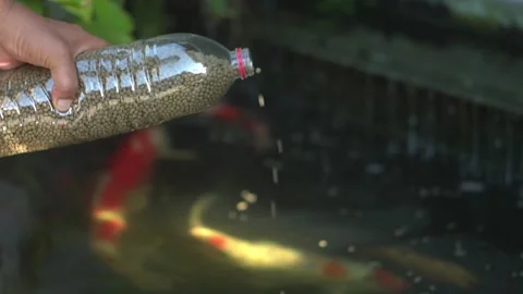 Recycle plastic bottles to feed fish. Wa... | Stock Video | Pond5