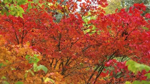 Red Acer palmatum in autumn background | Stock Video | Pond5