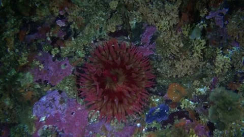 Red actinia anemone on background seabed... | Stock Video | Pond5