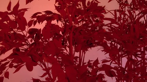 Red alien plants with leaf on habitable ... | Stock Video | Pond5