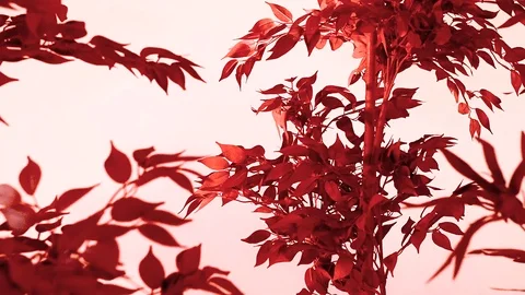 Red alien plants with leaf on habitable ... | Stock Video | Pond5