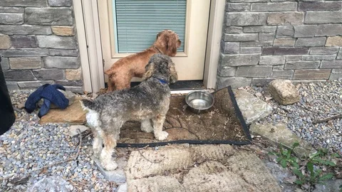 Red and Brindle Cockapoo Dogs waiting by... | Stock Video | Pond5