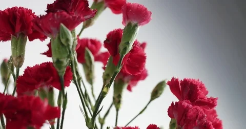 Carnation Stock Videos – Royalty-Free HD & 4K Videos
