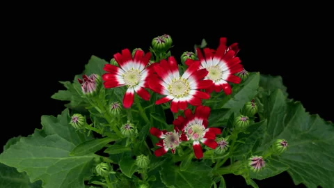 Red and white Cineraria flowers blooming... | Stock Video | Pond5