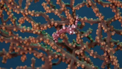 Inside Uns H Stock Videos – Royalty-Free HD & 4K Videos