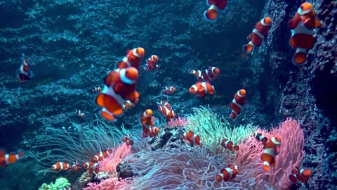 Red-and-white striped fish clown. Fish s... | Stock Video | Pond5