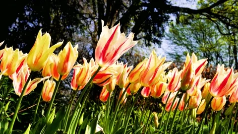 Red and yellow fire wing tulips, spring ... | Stock Video | Pond5