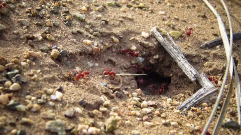 Red ants, an anthill among desert plants... | Stock Video | Pond5