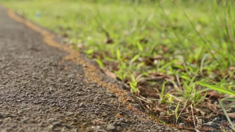 Ants Moving Stock Footage ~ Royalty Free Stock Videos | Pond5